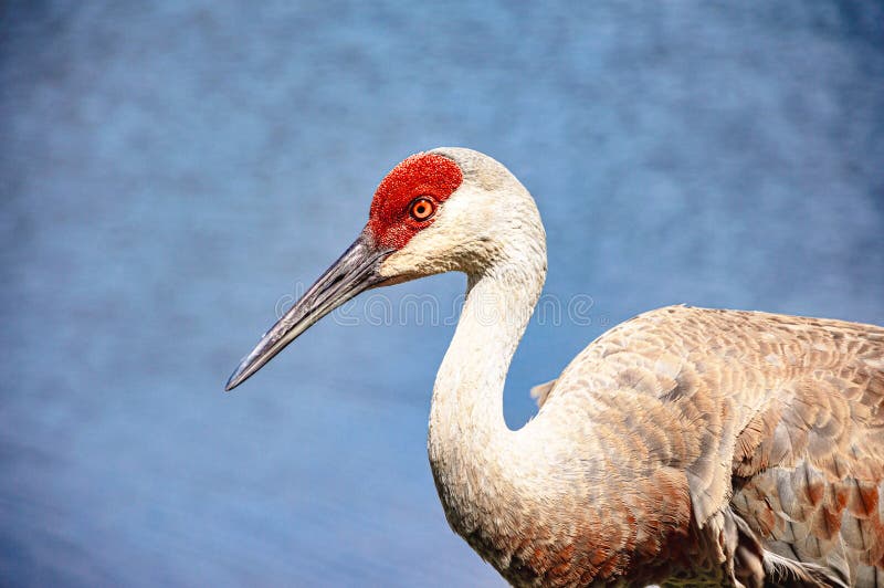 Single Sand Hill Crane, Standing on Edge of a Tropical Lake Stock Photo ...
