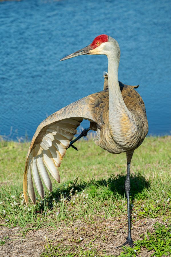 Single Sand Hill Crane, Streaching Out One Leg and Wing Stock Photo ...
