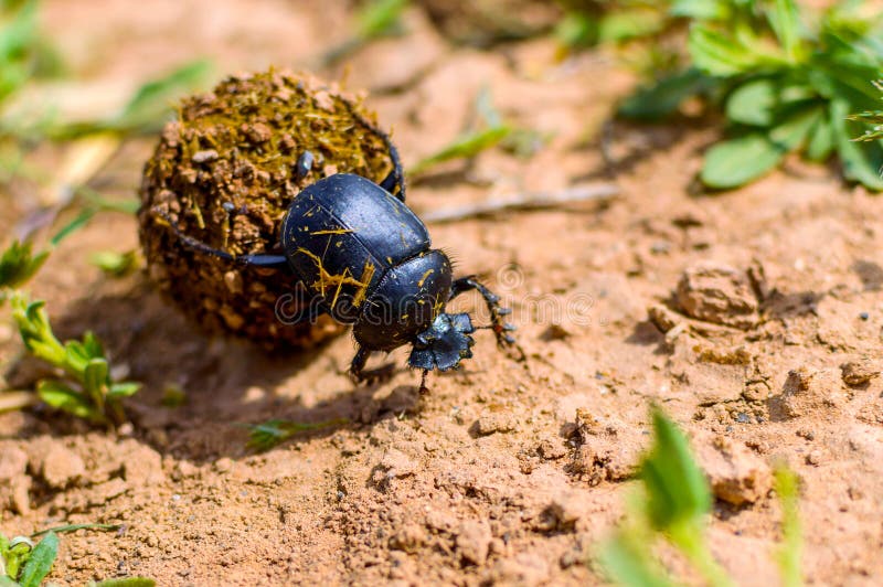 Single Scarabaeus Sacer of Sacred Scarab on Ground Stock Photo - Image ...
