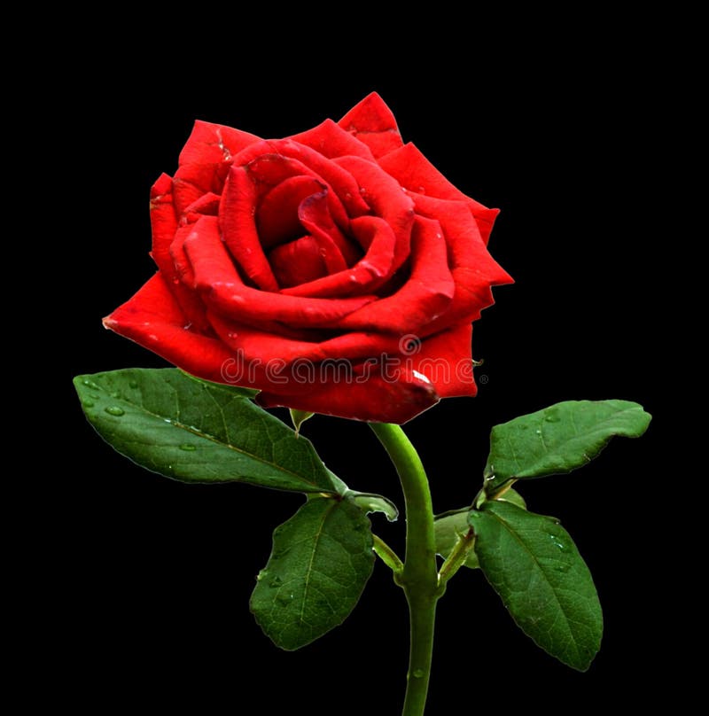 Single scarlet rose. stock image. Image of scarlet, gift - 201128959