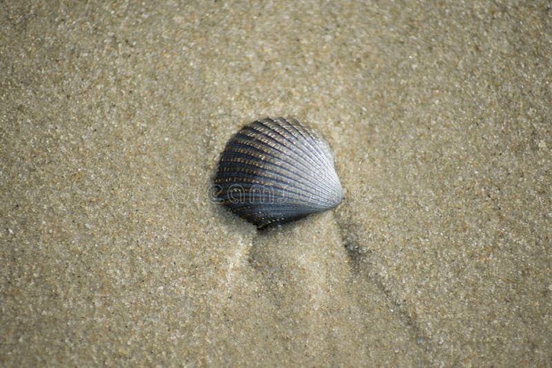 Single Sea Shell on the Beach Stock Image - Image of shell, outdoor ...