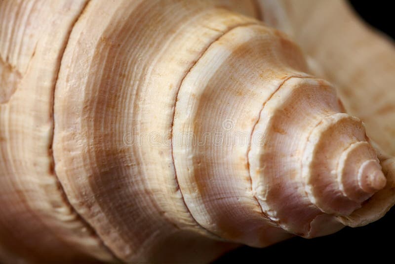 Single Sea Shell Isolated on Black Background. Close-up. Stock Image ...