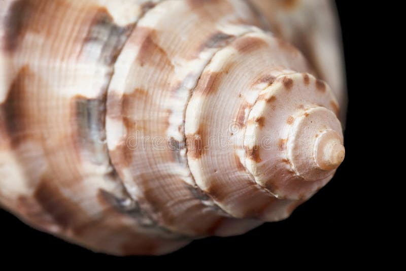 Single Sea Shell Isolated on Black Background. Close-up. Stock Photo ...