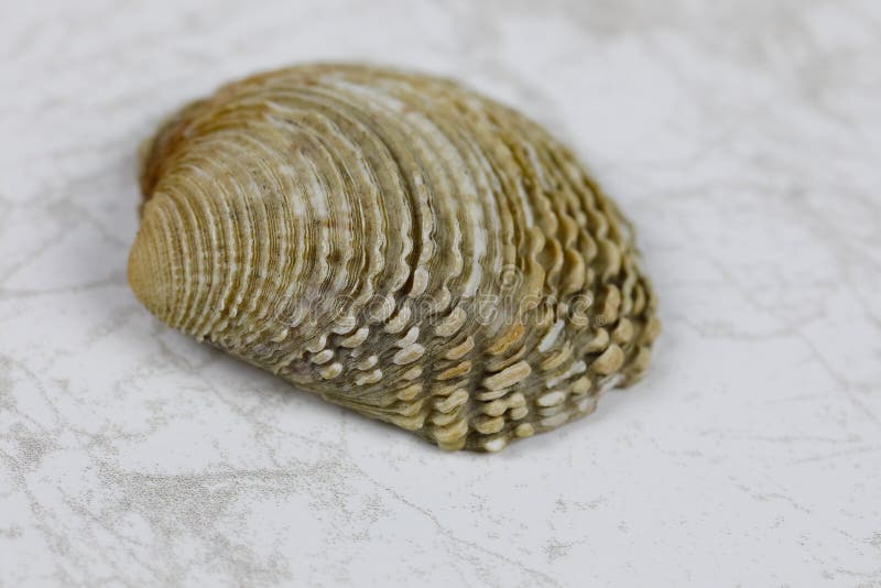 Single Sea Shell on a Marble Background Stock Photo - Image of conch ...