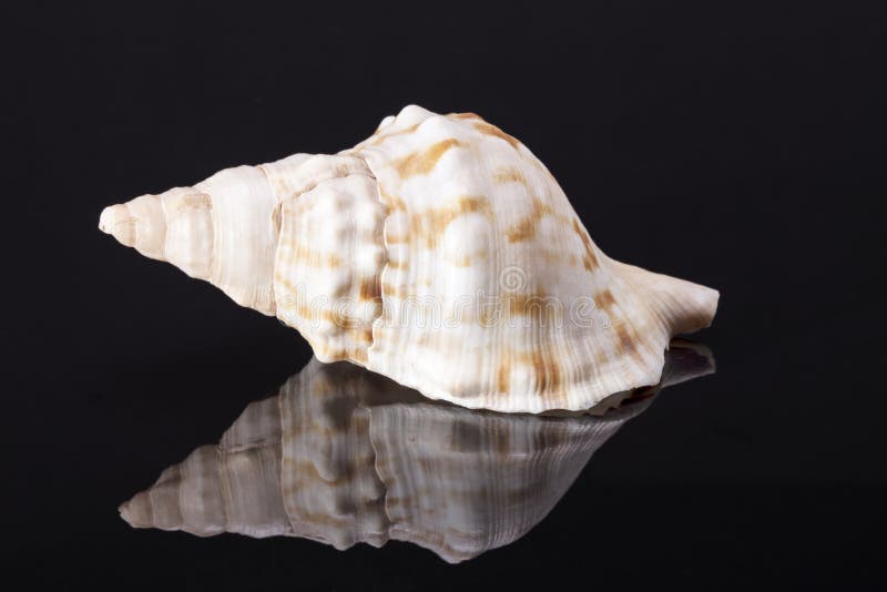 Sea Shell of Marine Snail Isolated on Black Background, Mirror ...