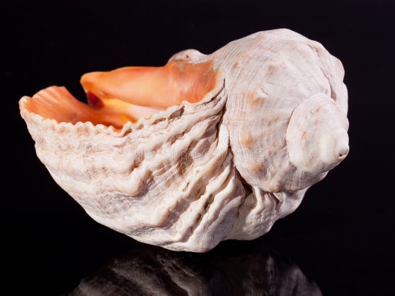 Single Sea Shell of Marine Snail Isolated on Black Background ...