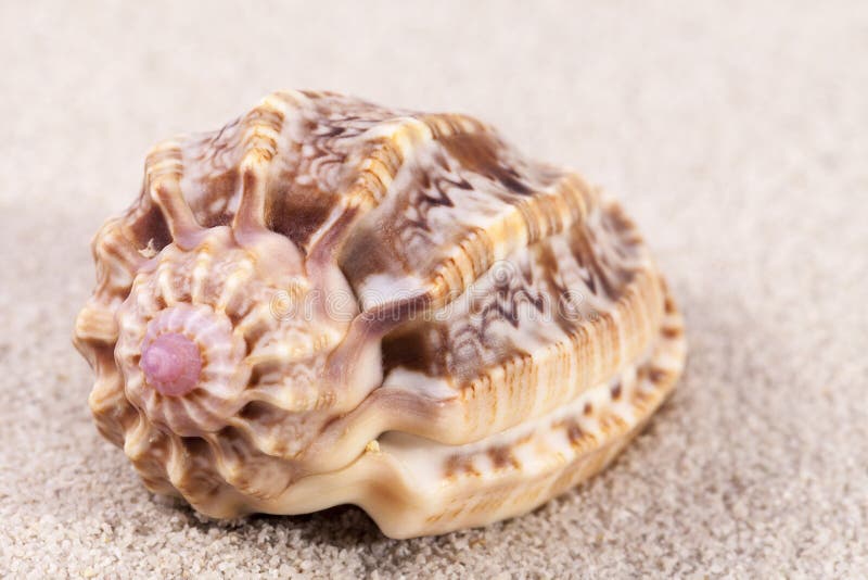 Single shell on a sand. stock photo. Image of horizontal - 10278542