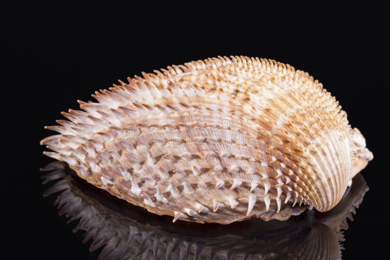 Single Sea Shell of Mollusk Isolated on Black Background Stock Image ...