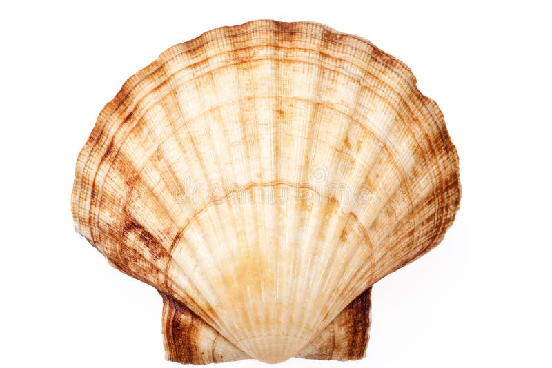 Single Sea Shell of Mollusk Isolated on White Background Stock Image ...