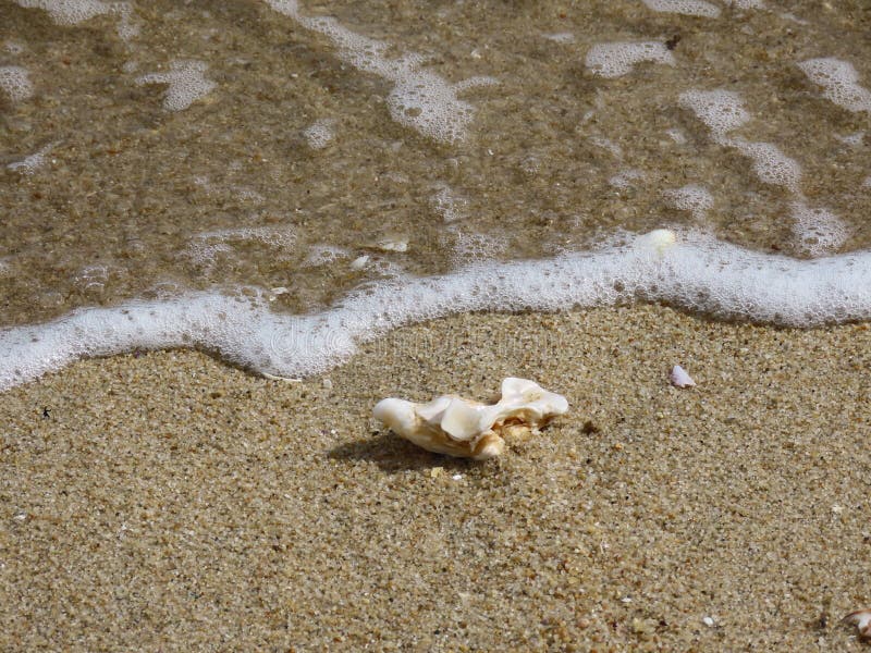 Single sea shell stock image. Image of oyster, waves - 174608223