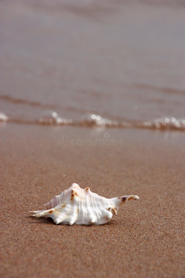 Single sea shell stock image. Image of sand, shape, summer - 32910923