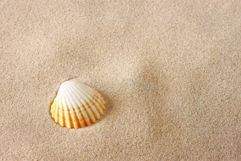 Single Sea Shell on Sand at the Beach Stock Photo - Image of natural ...