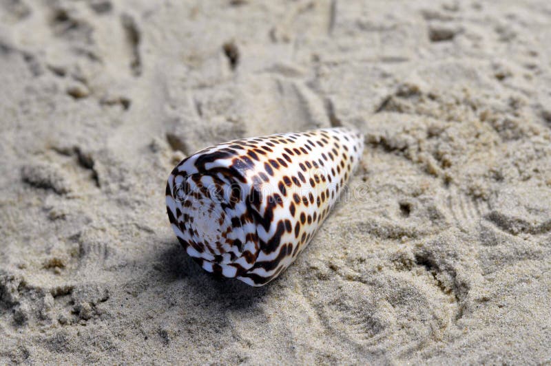 Single Sea Shell on a Sandy Beach Stock Image - Image of mussel ...