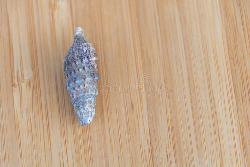 A Single Sea Shell on a Wooden Surface Close Up Stock Photo - Image of ...