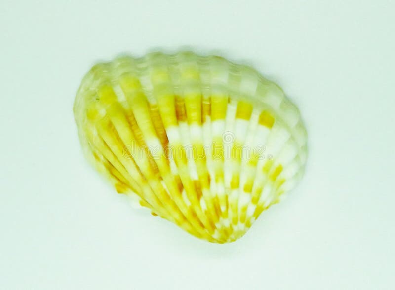 A Single Sea Shells Isolated. Stock Image - Image of nature, colorful ...
