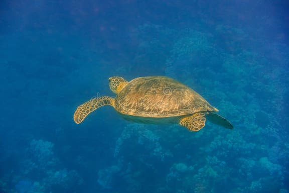 Single Sea Turtle Hovering in the Red Sea Stock Photo - Image of corals ...