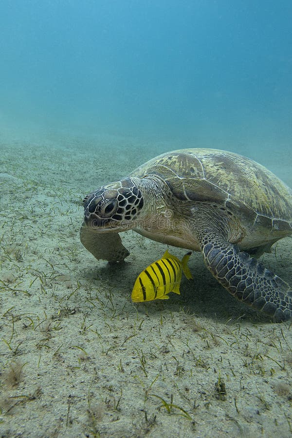 Single Sea Turtle with Yellow Exotic Fish on the Bottom of Red Sea in ...