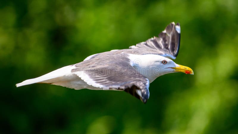 Single Seagull Bird in Flight Stock Image - Image of bird, soaring ...