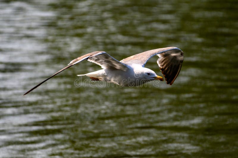 Single Seagull Bird in Flight Stock Image - Image of fluying, spread ...