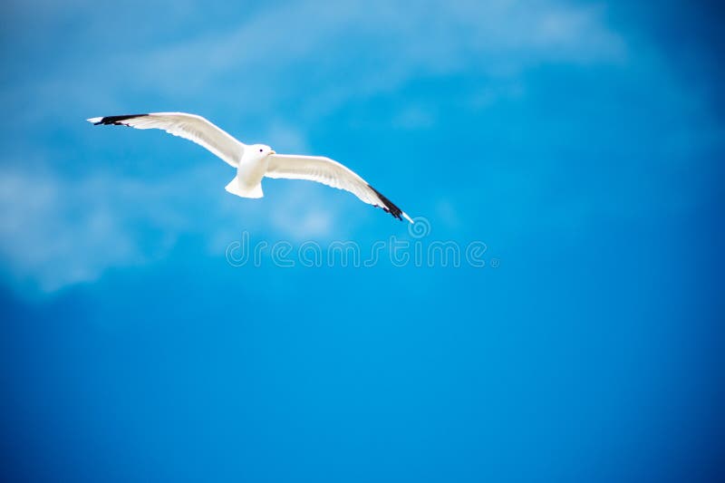 Single Seagull Stands Perched on a Brick Surface Stock Photo - Image of ...