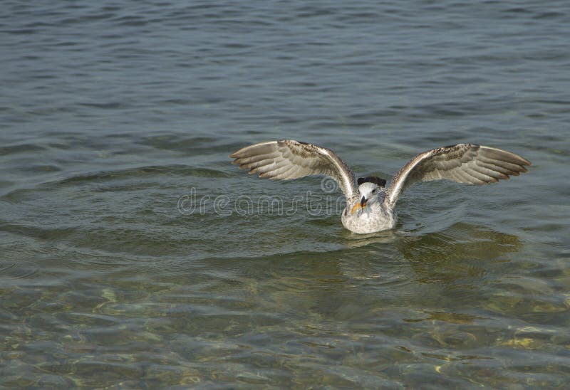 The Single Seagull Catching the Food Stock Photo - Image of catching ...