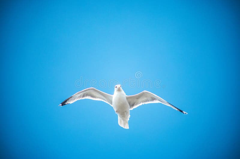 Single Seagull Stands Perched on a Brick Surface Stock Photo - Image of ...