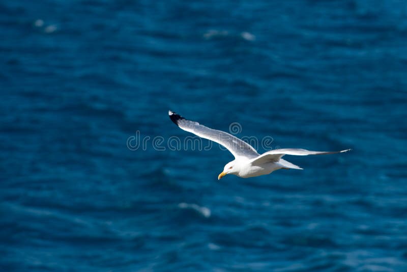 Single Seagull Flying Bird with Open Wings on Clear Blue Sea Stock ...