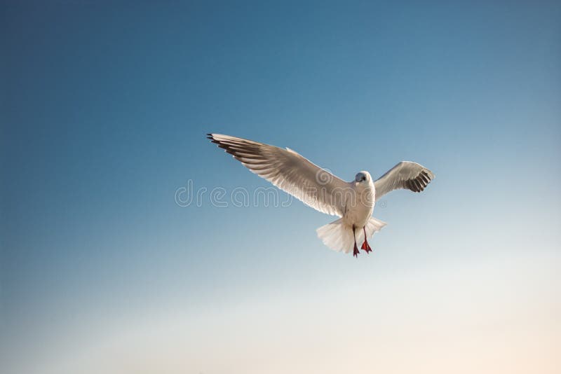 Single Seagull Flying in a Sky Stock Photo - Image of wildlife ...
