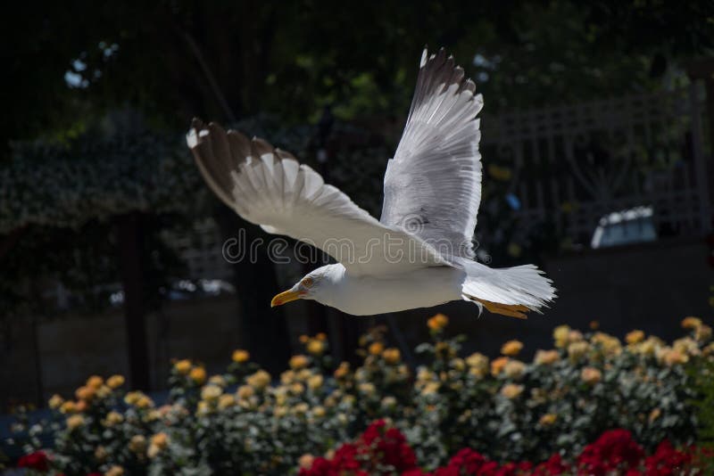Single seagull in the park stock image. Image of beautiful - 96457381