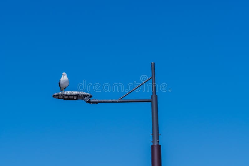 106 Seagull Droppings Stock Photos - Free & Royalty-Free Stock Photos ...