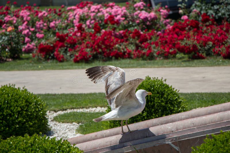 Single Seagull in the Rose Garden Stock Image - Image of flying, town ...