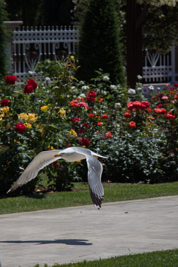 Single Seagull in the Rose Garden Stock Photo - Image of gull, wildlife ...
