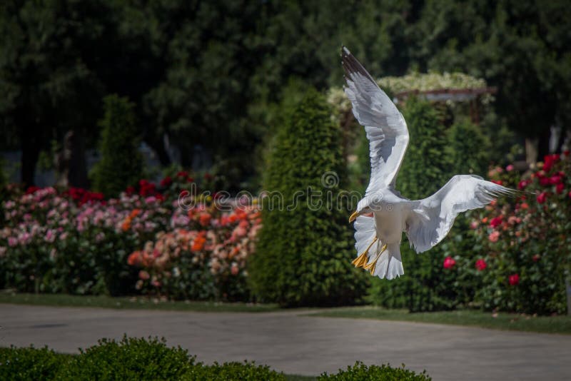 Single Seagull in the Rose Garden Stock Photo - Image of flight, animal ...