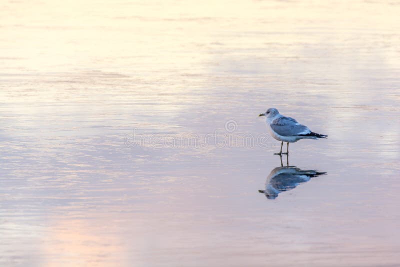 Gull on ice stock image. Image of ornithology, birds - 64339845