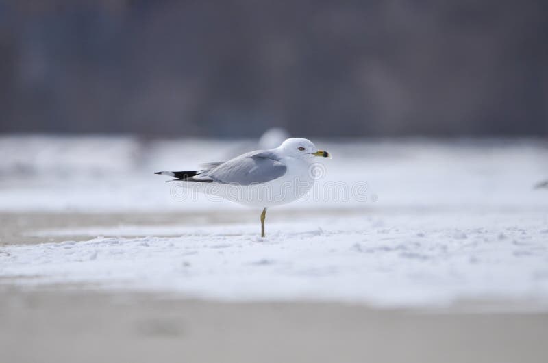 Single Seagull Standing on the Ice Stock Photo - Image of frozen ...