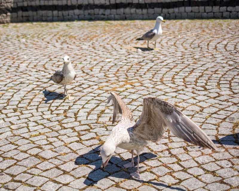 Seagull on street light stock image. Image of exposure - 63132291
