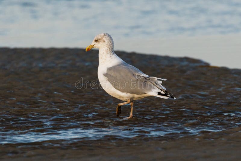 Single Seagull Walking on a Beach Stock Image - Image of wildlife ...