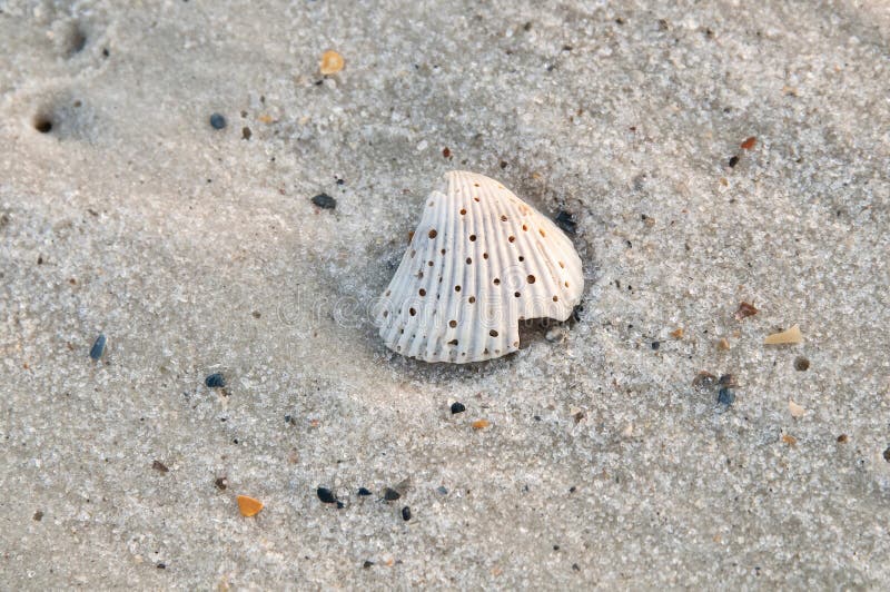 Single Seashell Stranded on the Beach Stock Image - Image of nature ...