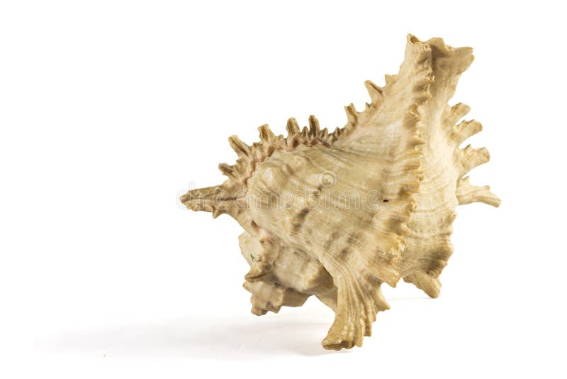 Single seashell stock photo. Image of closeup, biology - 28878006