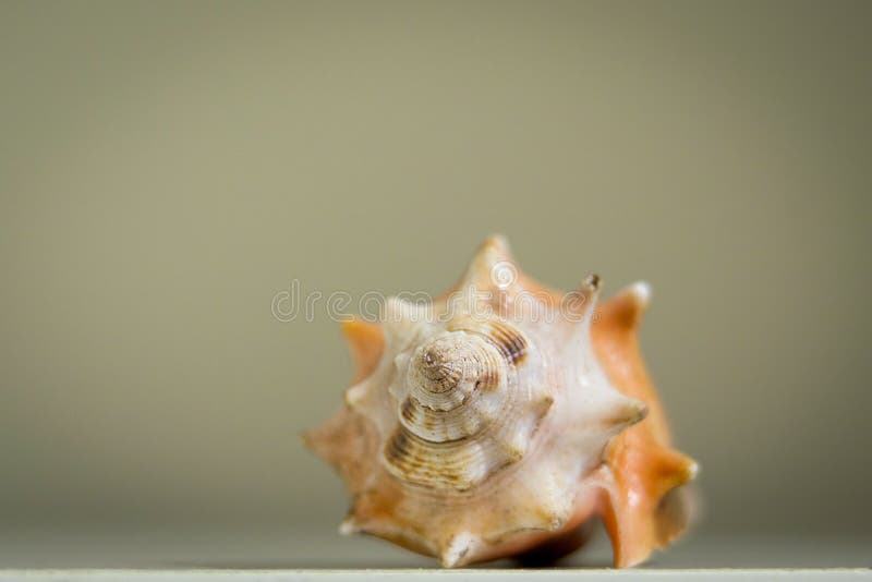 Seashell helix isolated stock image. Image of isolated - 20256257