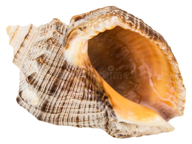 Single seashell stock photo. Image of closeup, biology - 28878006