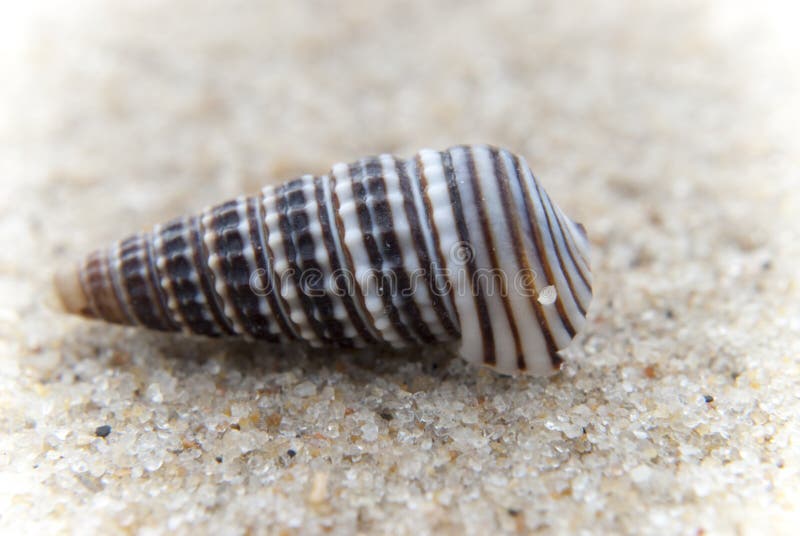 Single Seashell on White Background Stock Photo - Image of seashell ...