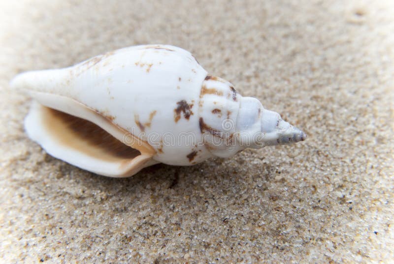 Single seashell stock photo. Image of nature, backgrounds - 54612326