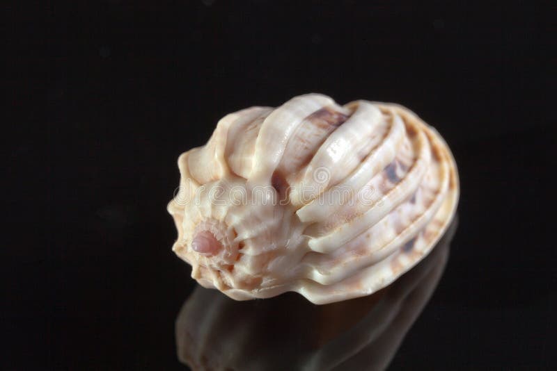 Single Seashell Isolated on Black Background Stock Photo - Image of ...
