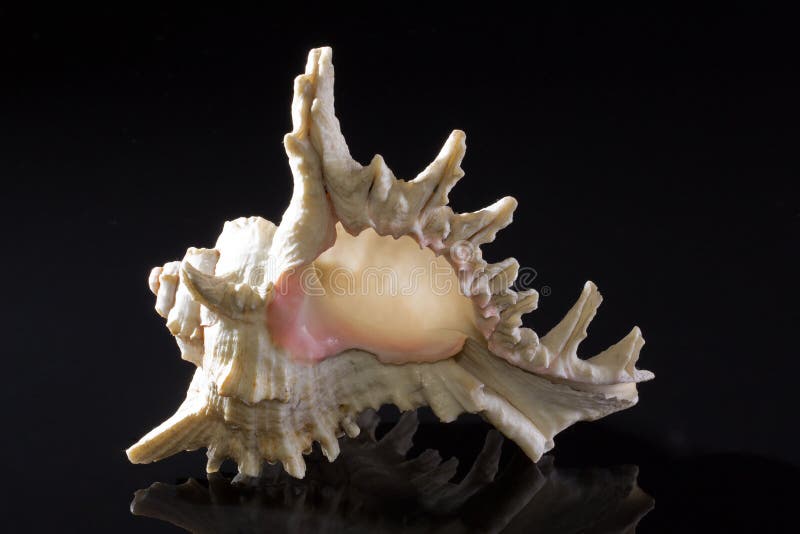 Isolated Great Skeleton of Sea Shell Violet Echinoidea Stock Image ...