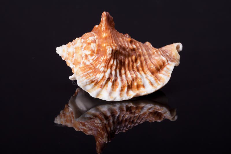 Single Seashell Isolated on White Background, Close Up Stock Image ...