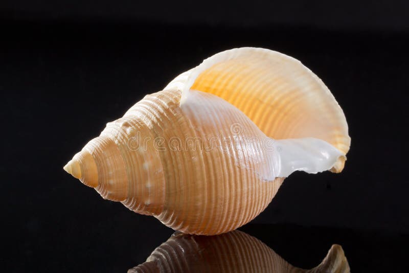Single Seashell Isolated on Black Background Stock Photo - Image of ...