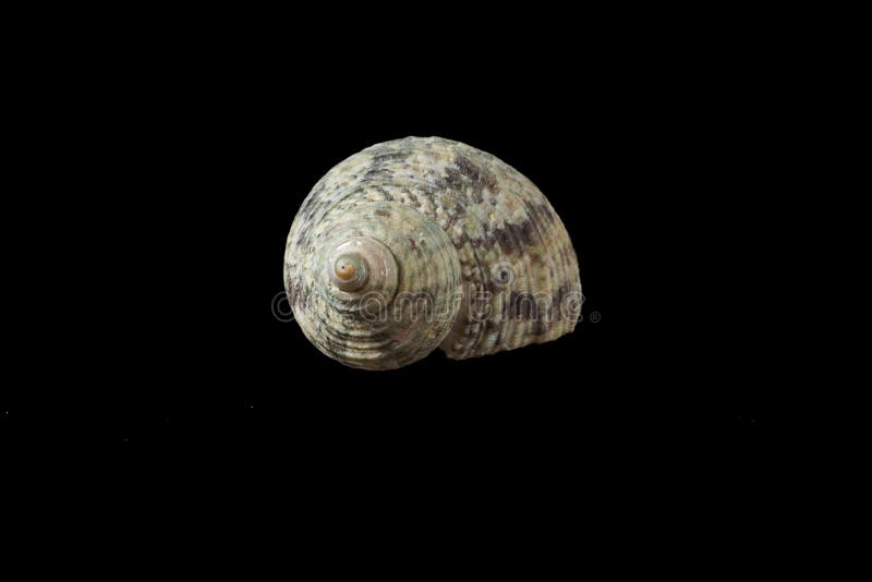 Sea Shell Tonna Tesselata Isolated Stock Image - Image of background ...