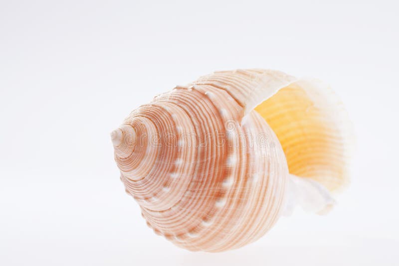 Single Seashell Isolated on White Background, Close Up Stock Image ...