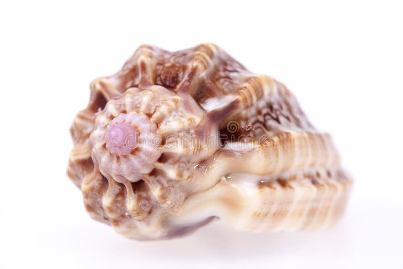 Seashell helix isolated stock image. Image of isolated - 20256257